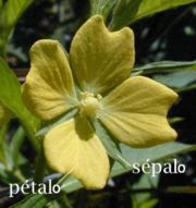 naturality: Perianto y perigonio